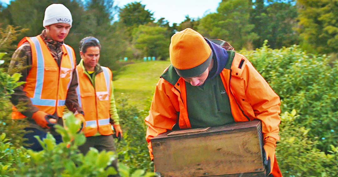 Project Moturoa, a kaupapa Māori approach to conservation | Nelson ...